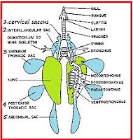 ^NiEChAn ArCh!e^: RESPIRATORY SYSTEM OF AVES (BIRD)