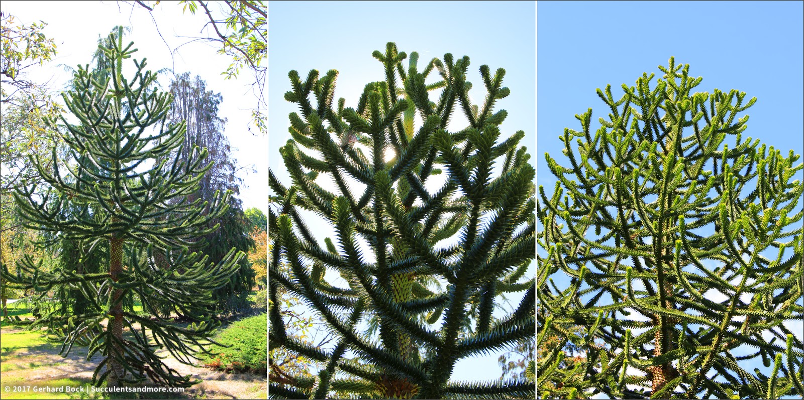 Back to Victoria, British Columbia: Beacon Hill Park in late summer