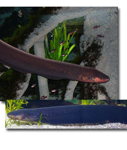 Blog do parauapebense : PORAQUÊ