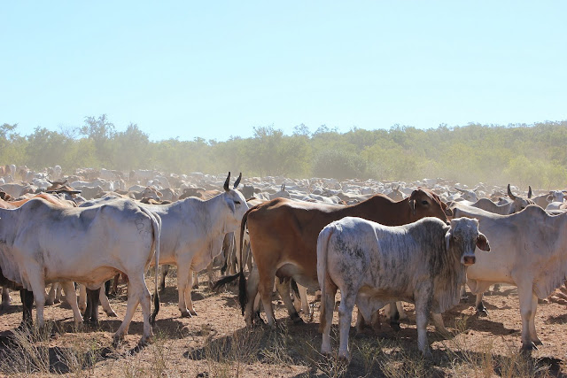 Kelso's Great Aussie Adventure: Northern Territory - Calvert - Cape ...