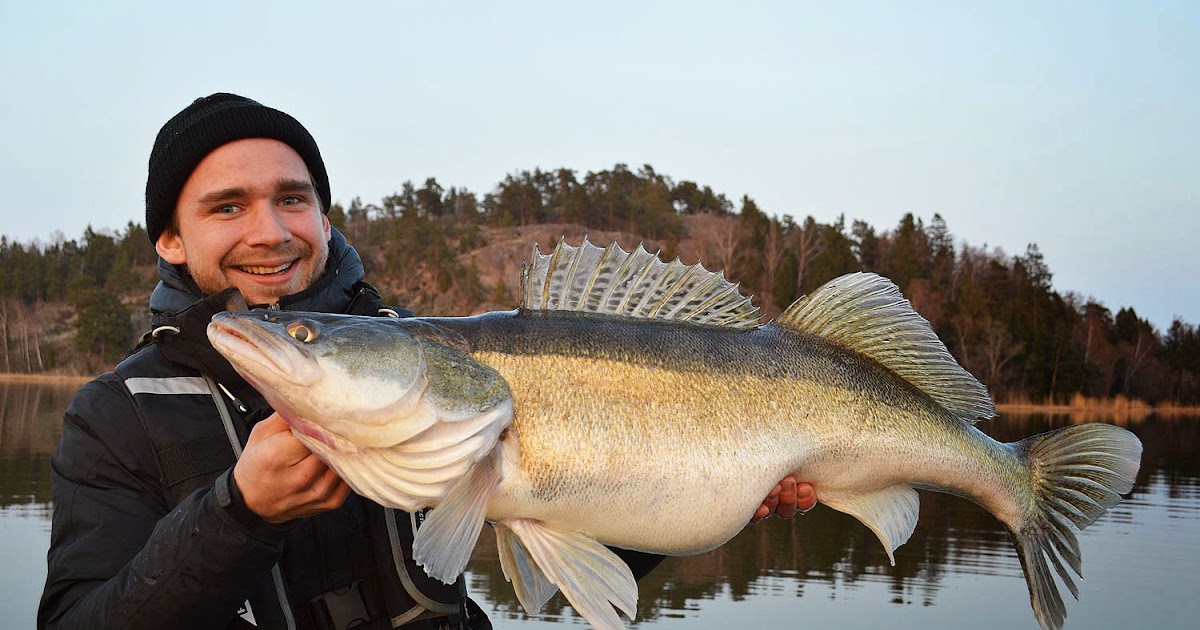 Catch With Care blog: Springtime pelagic zander | CWC - Catch With Care