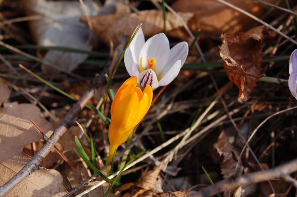 KACUNKA - CROCUS SATIVUS - Билки Лековити и Народна Медицина