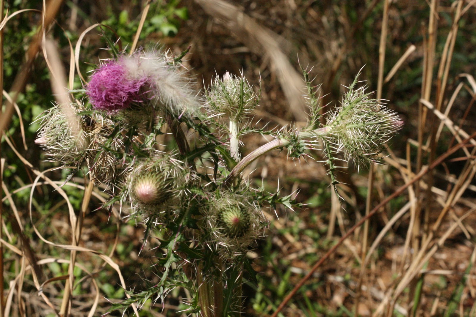 Native Florida Wildflowers: Purple Thistle - Cirsium horridulum