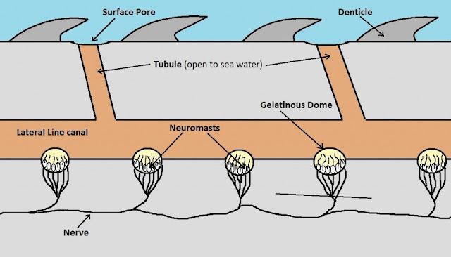 Why Sharks Are AWESOME! - Science in the City