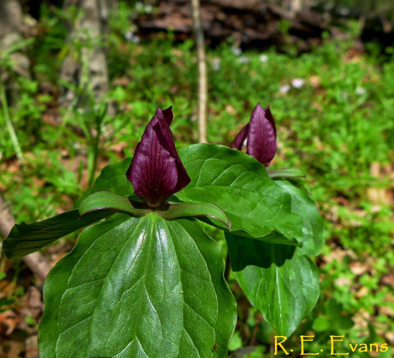 NC Plant Conservation & Beyond: Sessile Trillium - a rare myrmecochore ...
