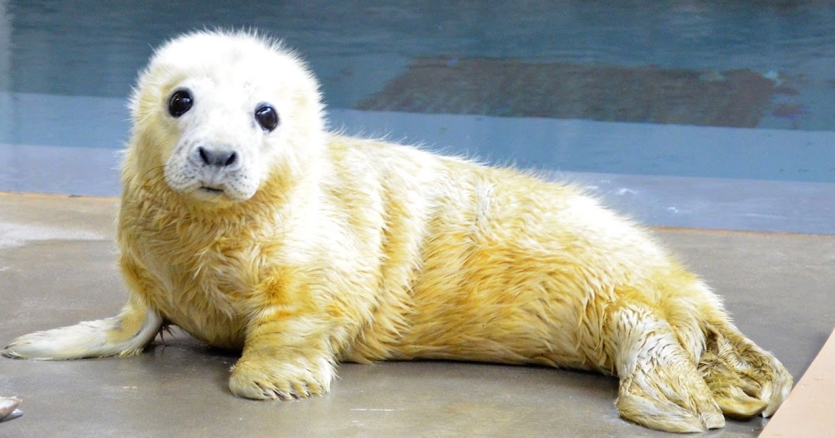 Ciri Khusus Anjing Laut ~ WAROENG ALAM