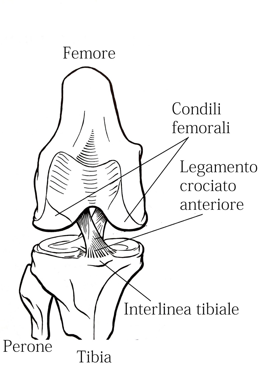 Laino Fisioterapia: Lesione legamento crociato anteriore: trattamento ...