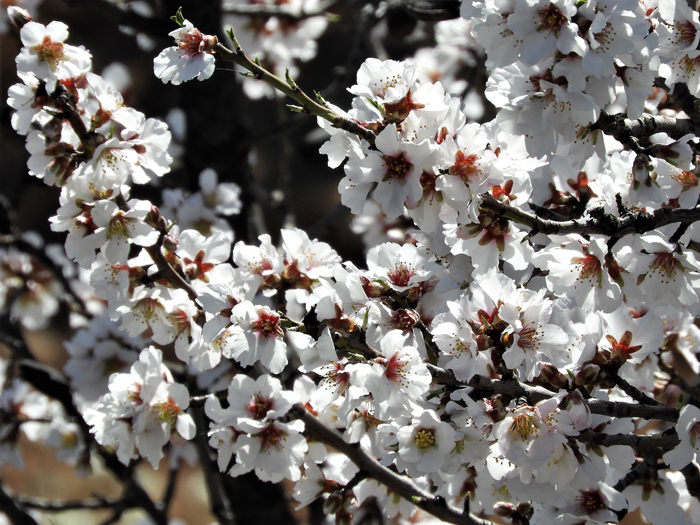 Lo que veo en España: Almendros