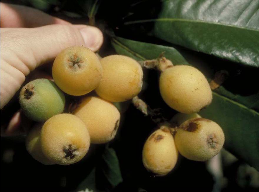 Beechwood Landscape Architecture and Construction: Japanese Loquat ...