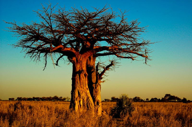 La beauté est dans la nature : Le Baobab, un arbre qui nous veut ...