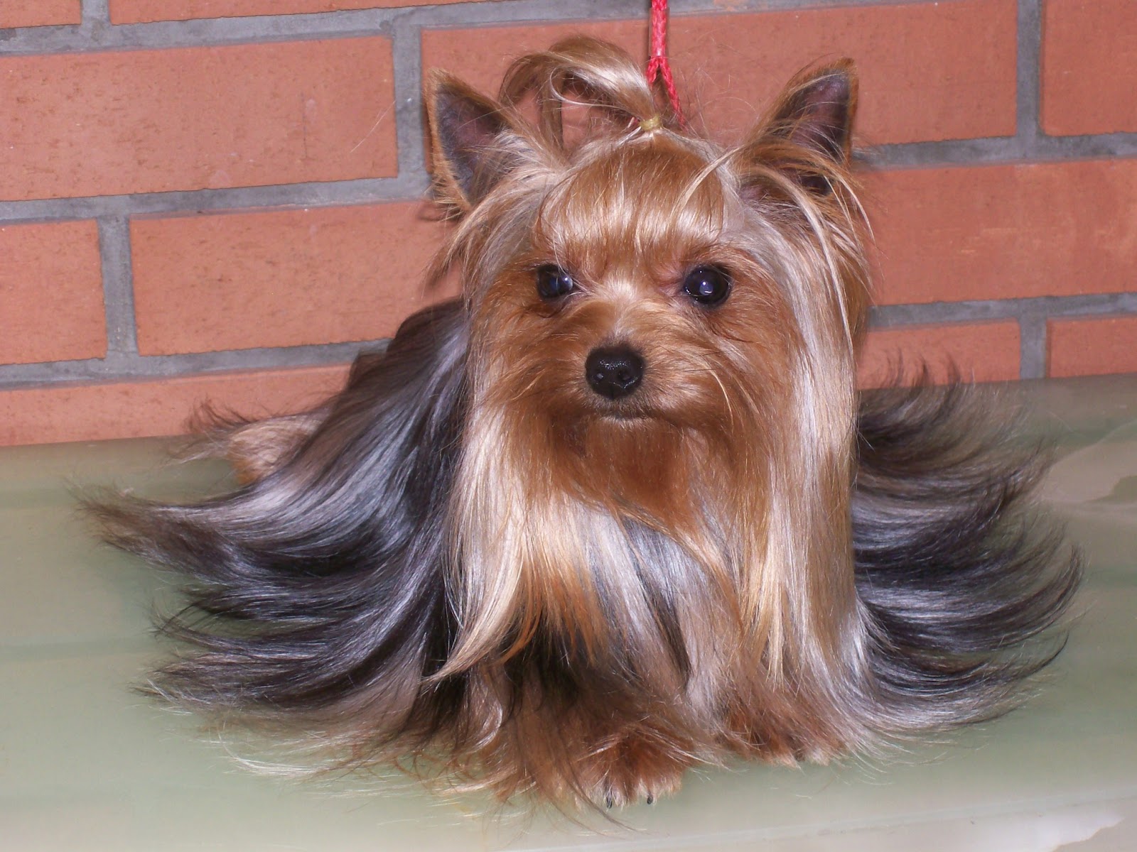 Imagenes de Yorkshire Terrier (imagenes de Yorkshire Terrier ...