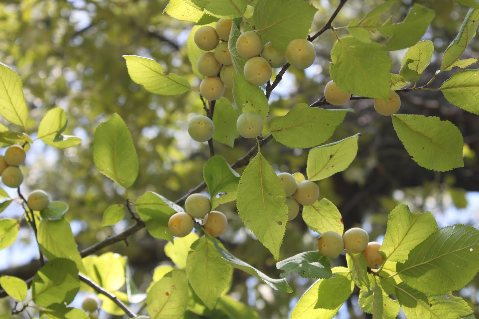 Centenary College Arboretum: Tree of the Week: Mexican Plum (Prunus ...