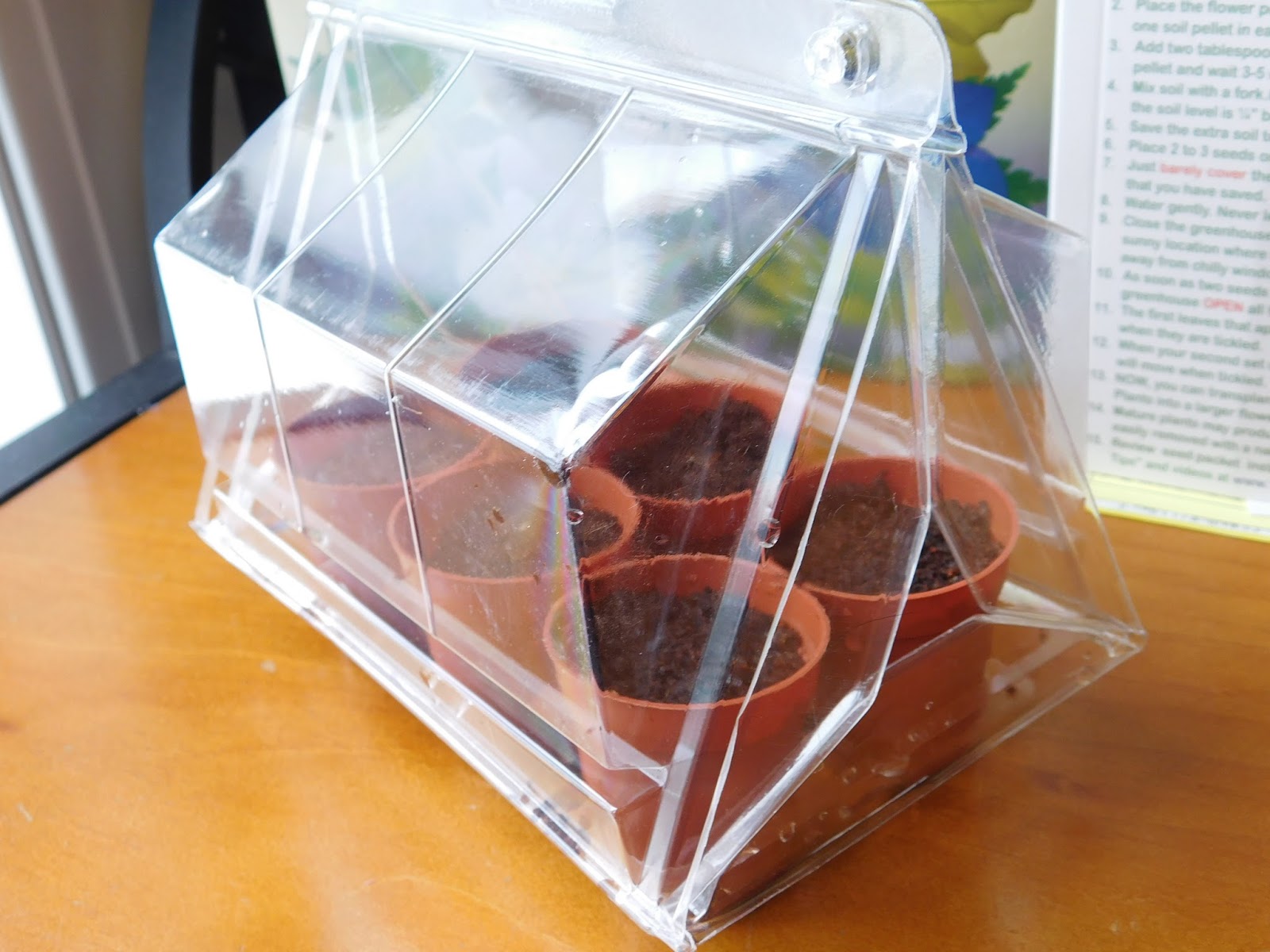 100 Days of Science #26-- Growing our own Tickle Plants