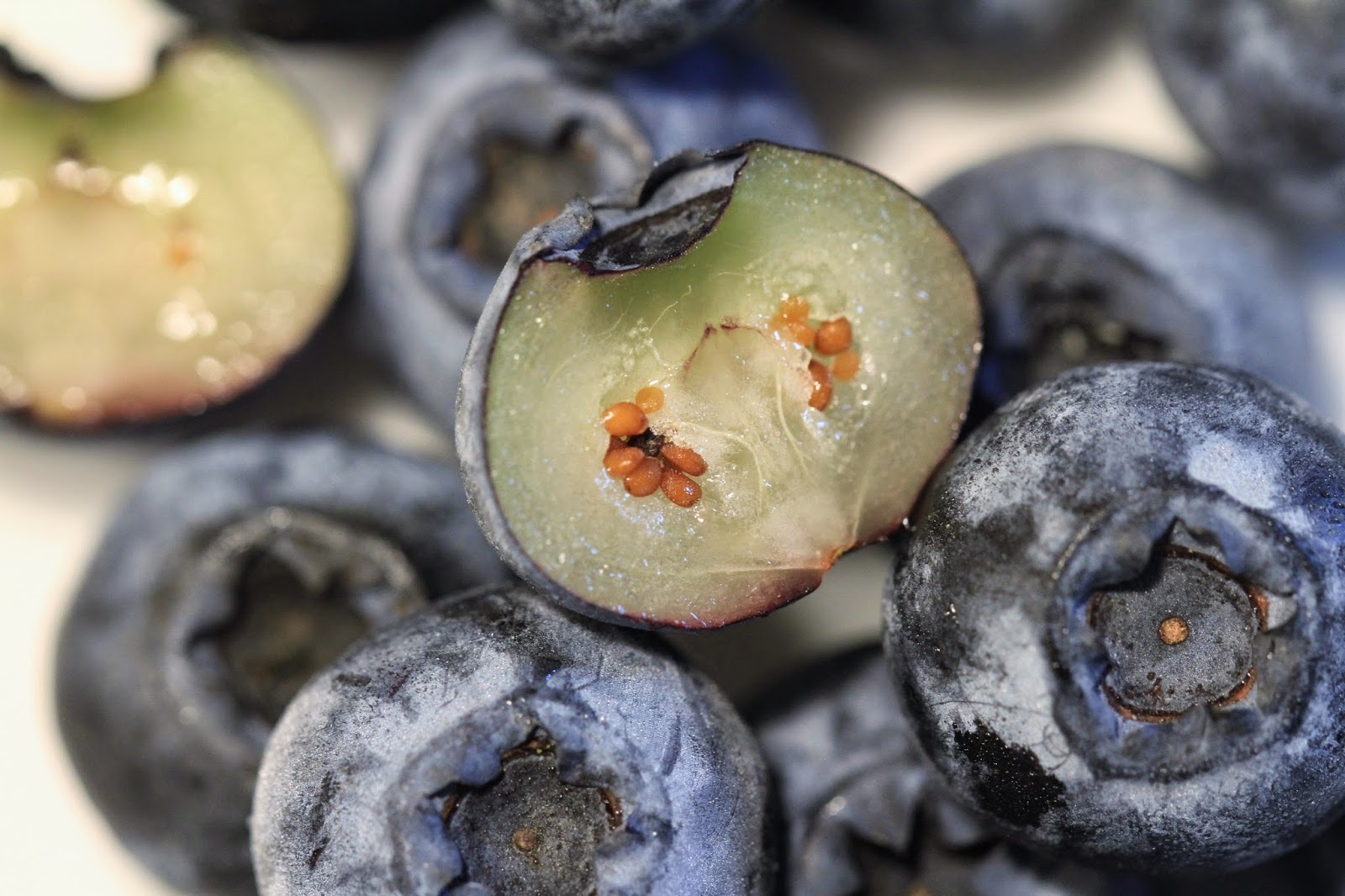 TravelMarx: Binomen Art - Vaccinium