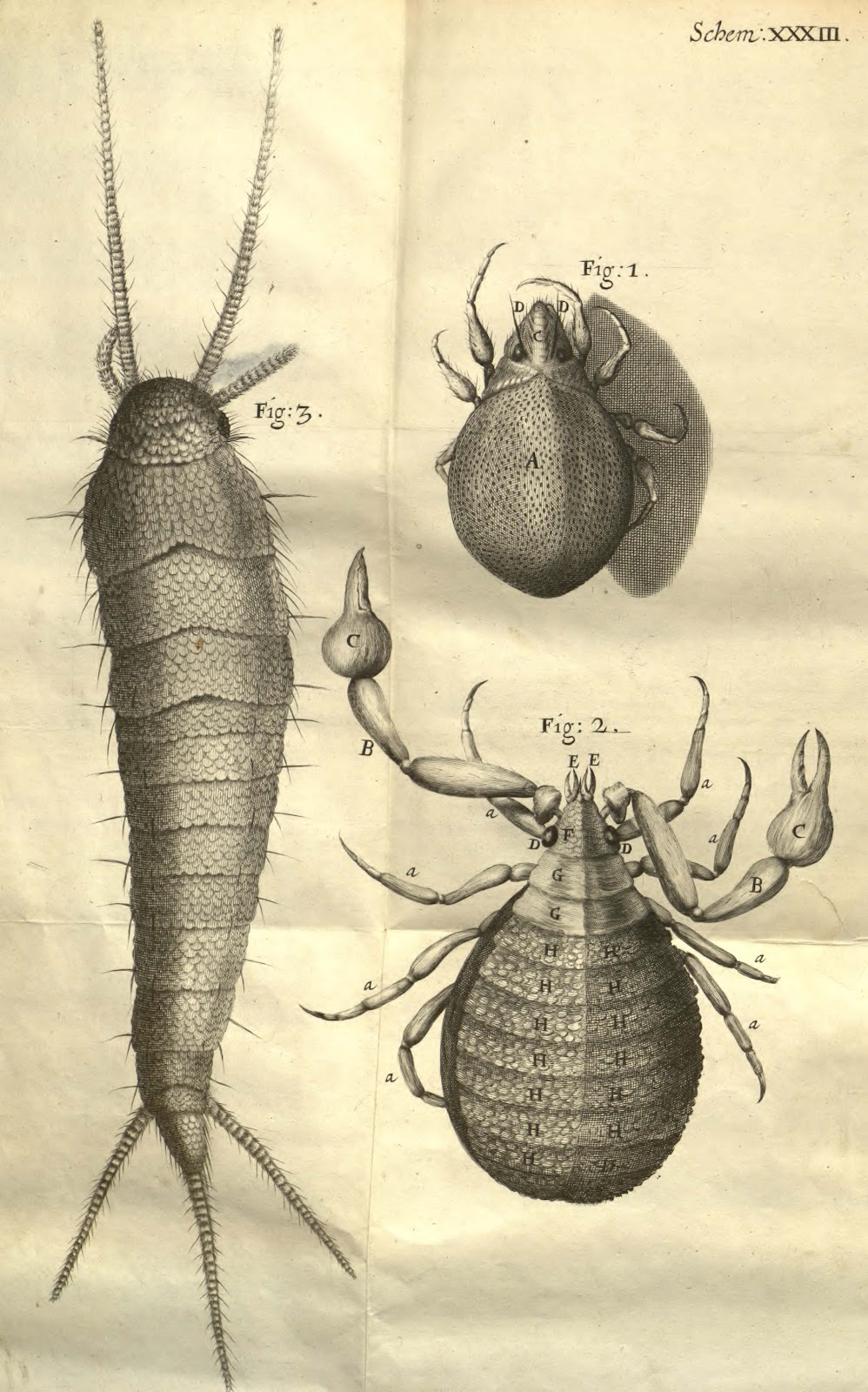 facsimilium: Micrographia