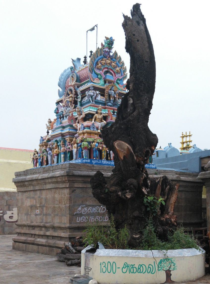 Tamilnadu Tourism: Vilvanatheswarar Temple, Thiruvalam, Vellore