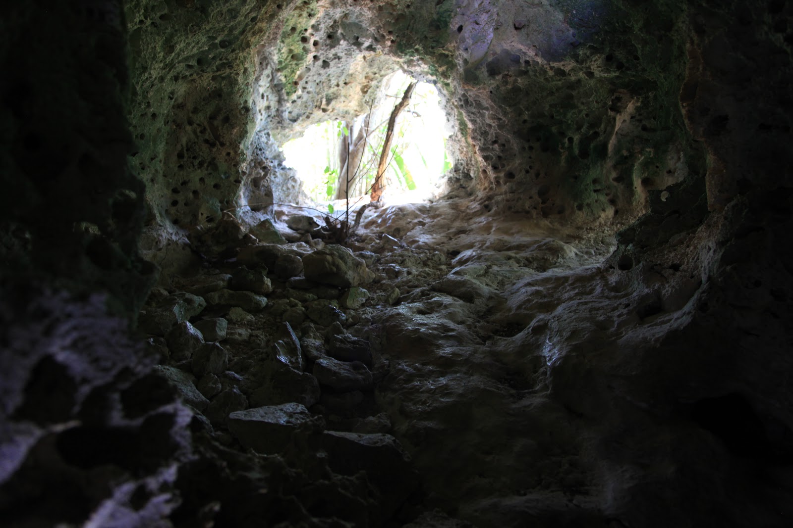 Dinosaur CSI: Caves, humidity, bugs and beasties