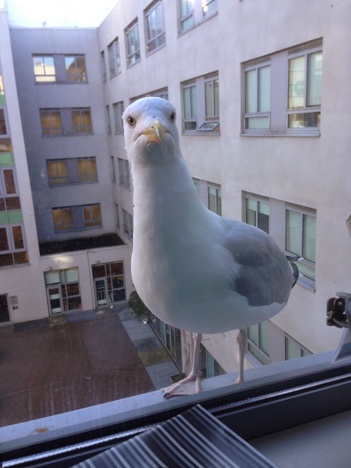 Careful With That Axe, Eugene: Seagull on my window! #Gullgate #NoFear