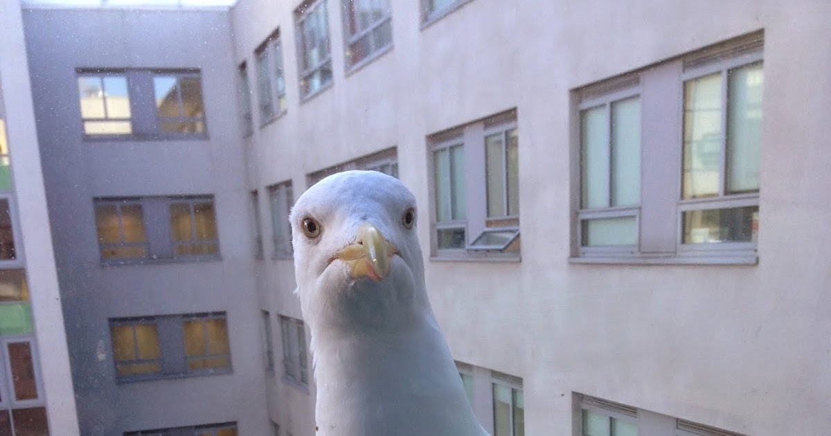 Careful With That Axe, Eugene: Seagull on my window! #Gullgate #NoFear