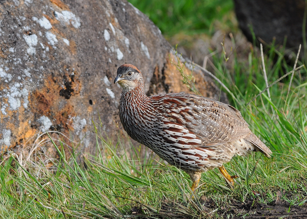 জলার তিতির-Francolinus gularis-Swamp Francolin