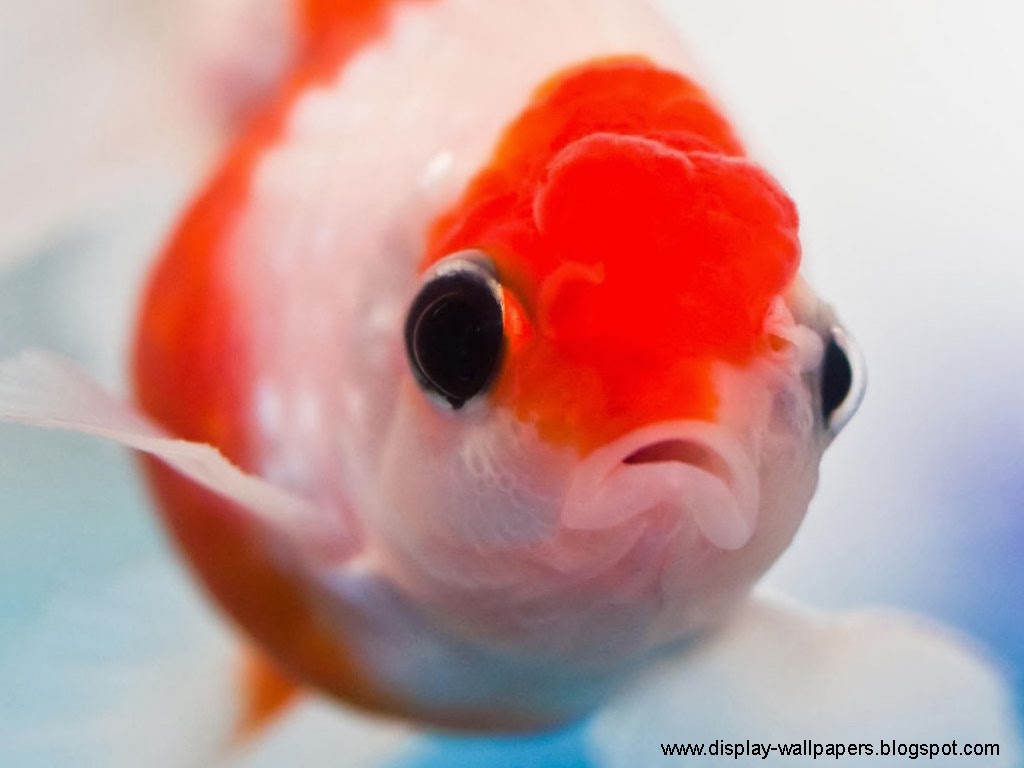 Excellent Wallpapers: Latest Animated Wallpapers For Display