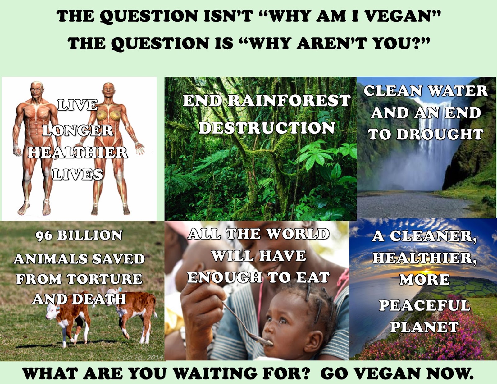 Joy of Vegan: world hunger memes to share