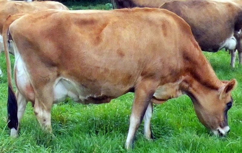 Koleksi Jenis dan Foto Sapi Lengkap Dengan Ciri-cirinya | LAN JALANAN