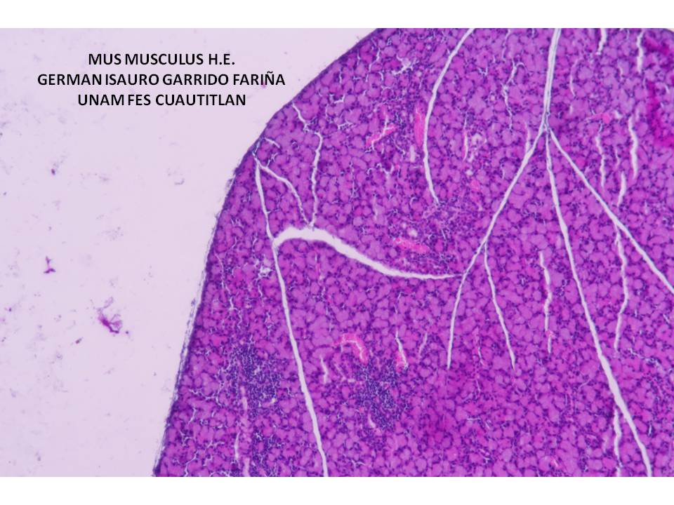 Morfologia e histologia de raton (Mus musculus): MORFOLOGIA E ...