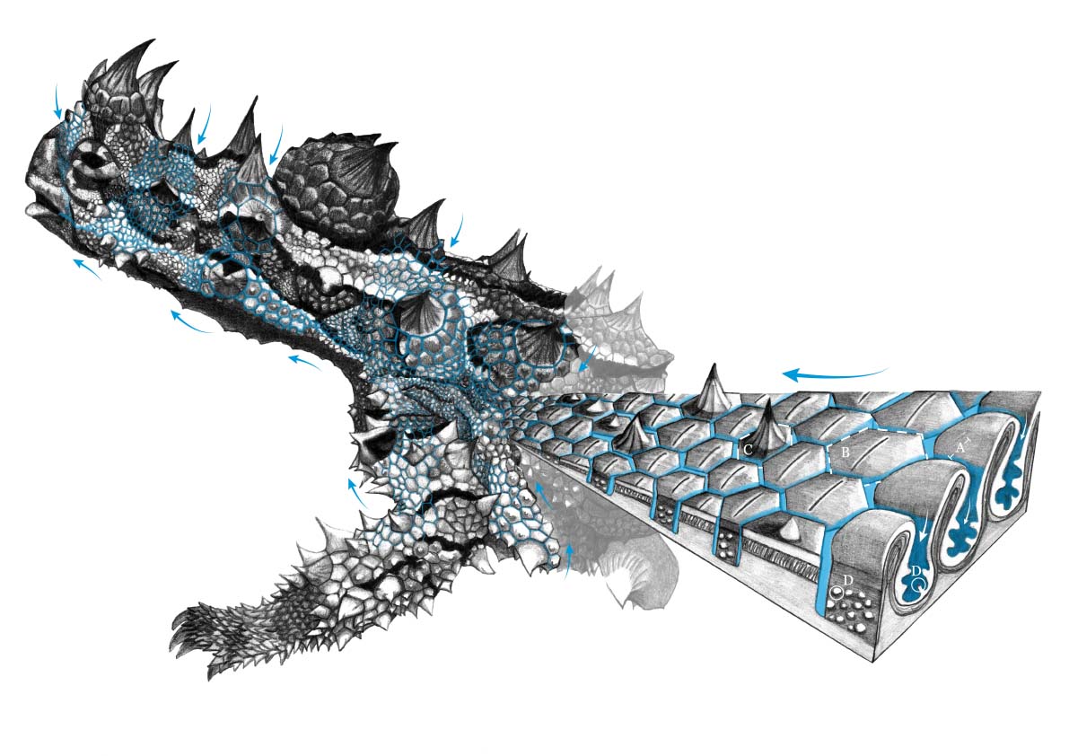 Moisture harvesting system in thorny devils - Clara García Guardiola