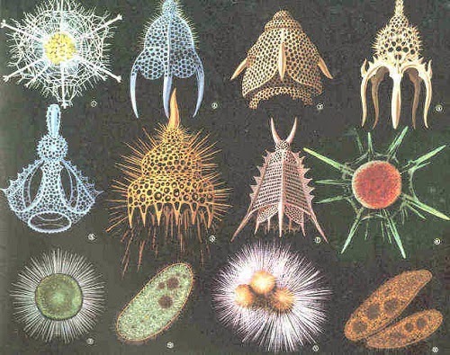 Protozoários ~ Biólogo Esperto