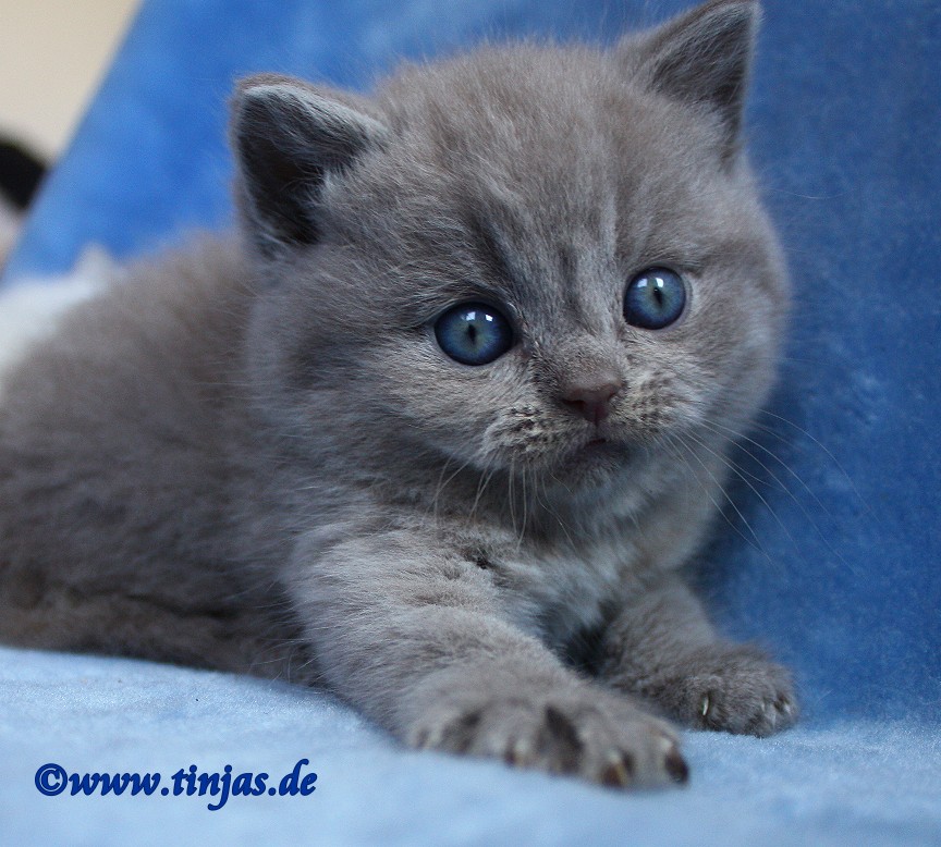 Britisch Kurzhaar (BKH) Kitten und Britisch Langhaar Katzenbabys ...