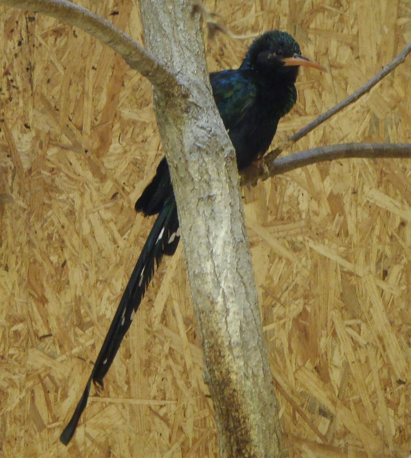 pan-Aves: Dinosauři v Zoo Praha, díl 3. – Afroaves