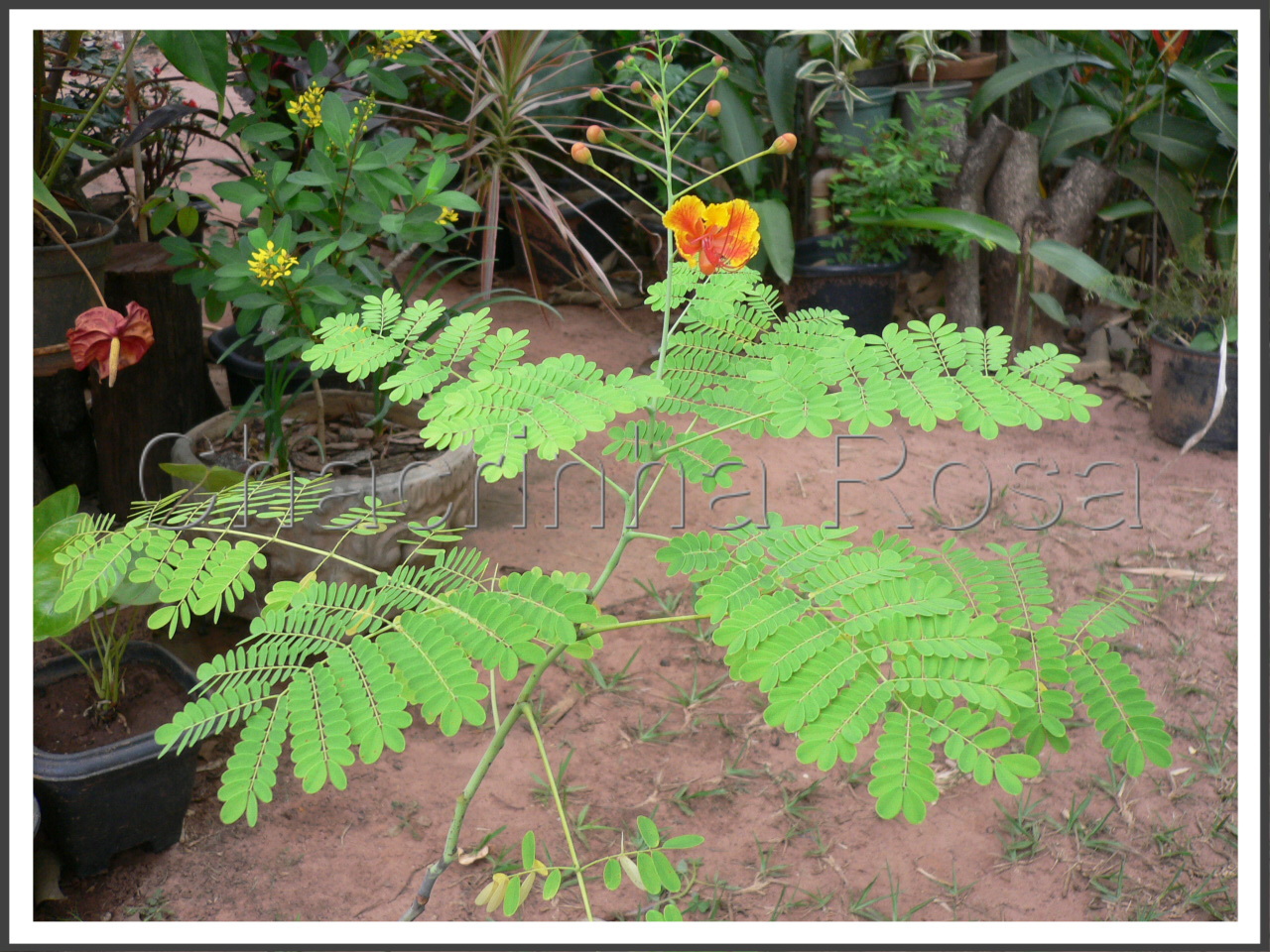 Chacrinha Rosa: Mini Flamboyant