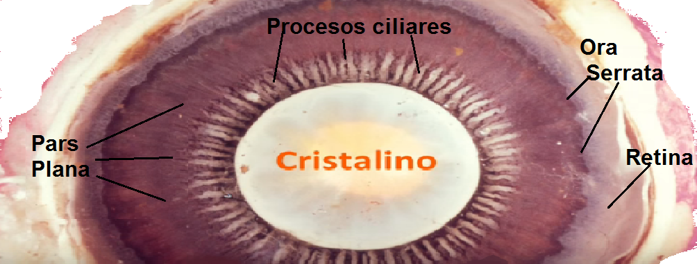 CREACIONES ECA: CUERPO CILIAR