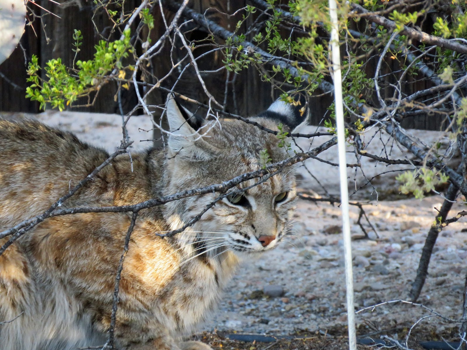 Desert Packrat: Bobcats