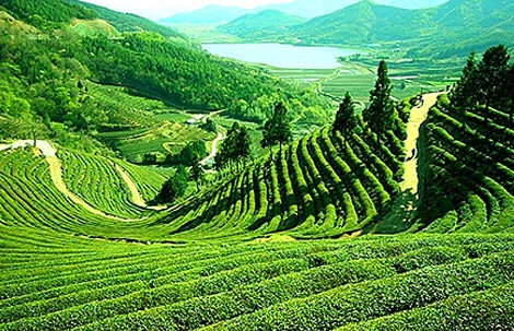 Happy valley tea estate - second oldest in Darjeeling