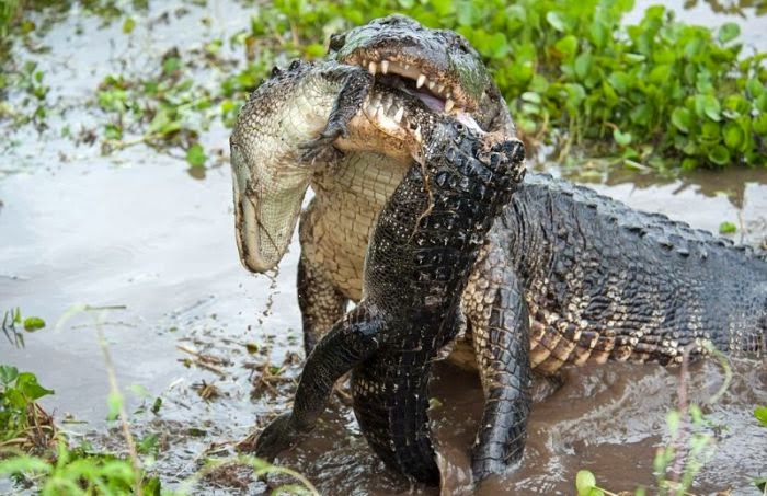 Alligator Fights Alligator (6 pics) |Pixfunpix
