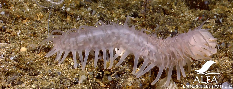 Golden Sandfish - Sea Cucumber - Alfa Enterprises (PVT) Ltd. Welcome to ...