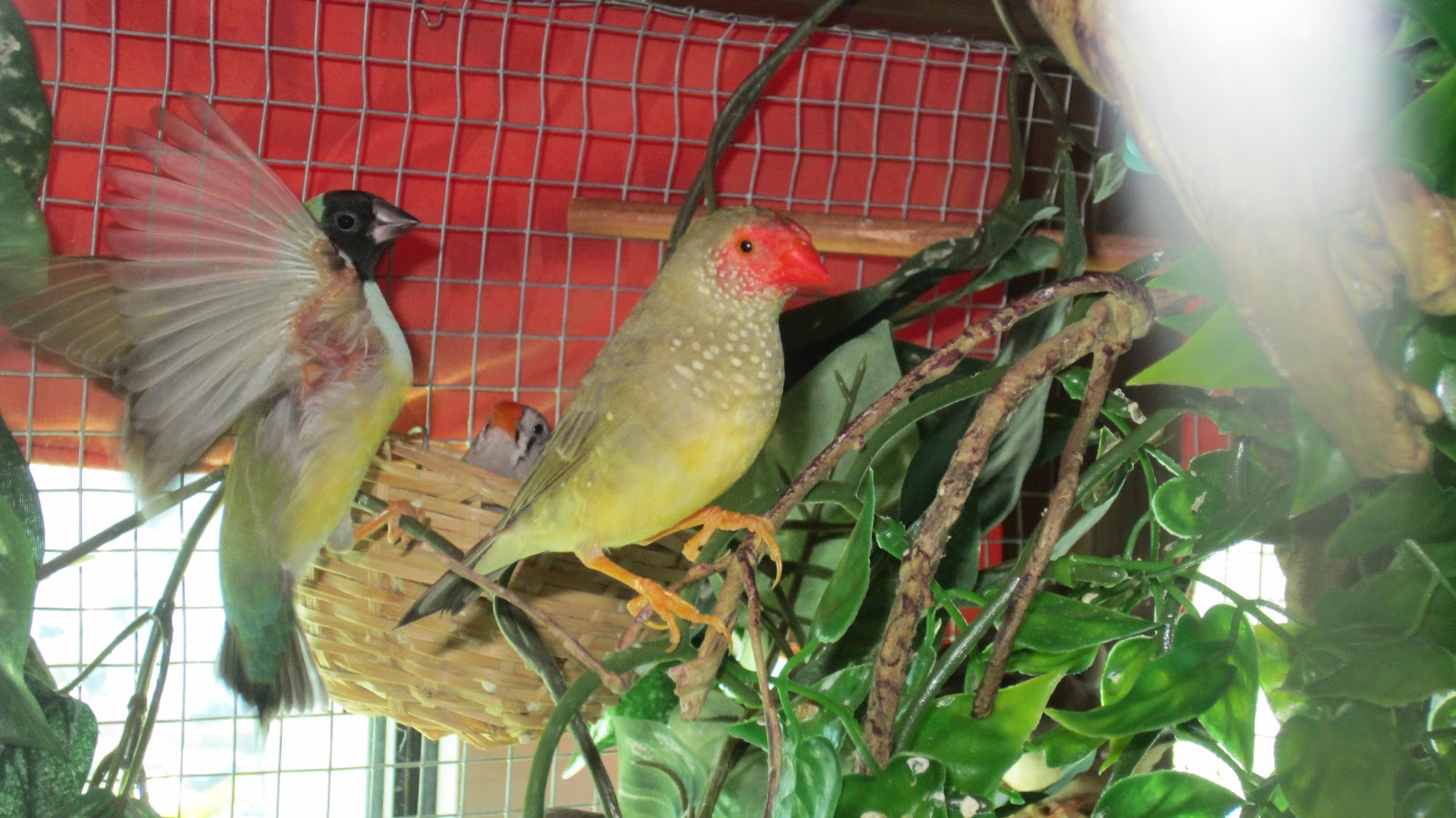 South Beach Finches: Star finches