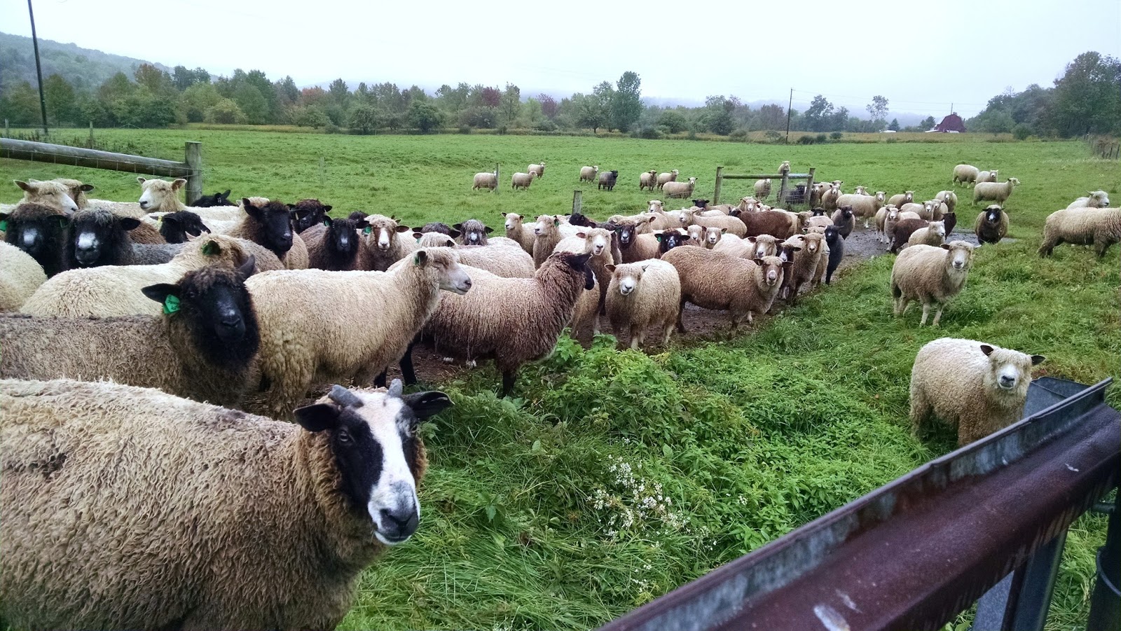 Knee Deep in Sheep: How To Wash Wool