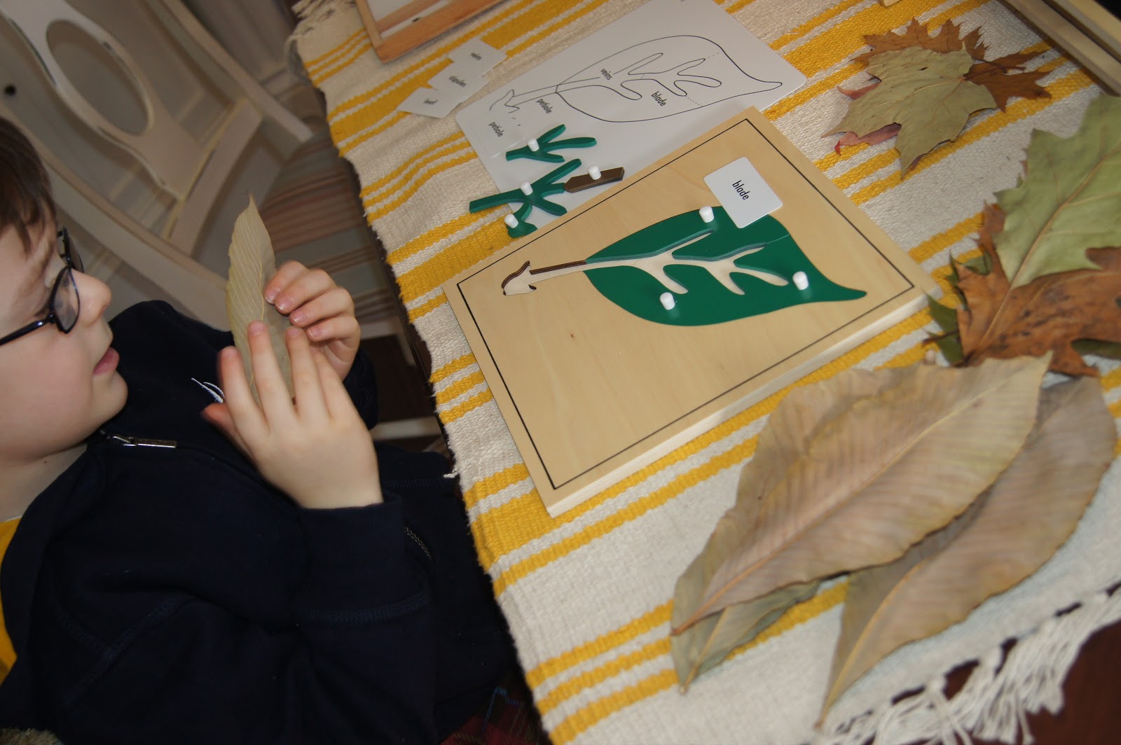 "Making Montessori Ours": Botany 1 - Montessori Botany Puzzle Cabinet Work