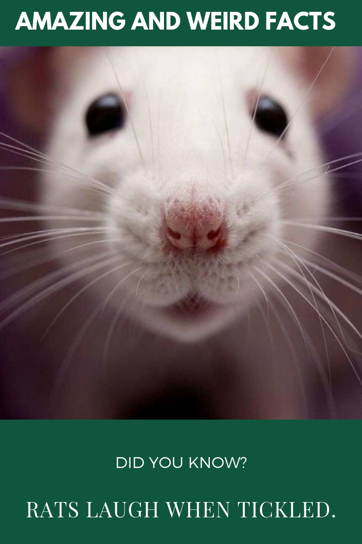 Rats laugh when tickled | Amazing WTF Facts