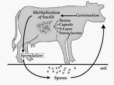 Farmer's Creek: BEEF CATTLE DISEASES: ANTHRAX