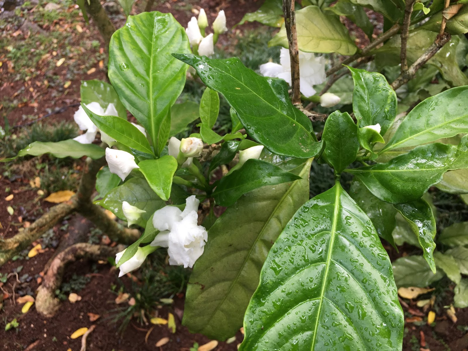 Tabernaemontana divaricata (Crepe Jasmine)
