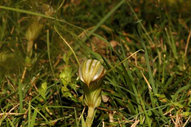 The Nature of Robertson: Orchids and Birds at Bullio
