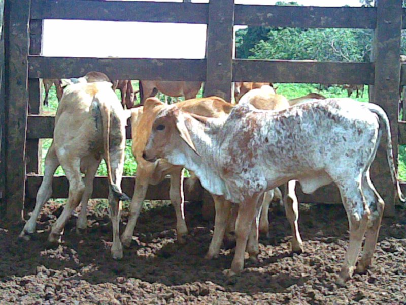 Gir Original: A Raça Gir: Possibilidades pt.1