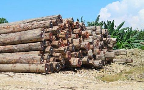 PNG Gov't describes reports on logging as 'half baked' and not true ...