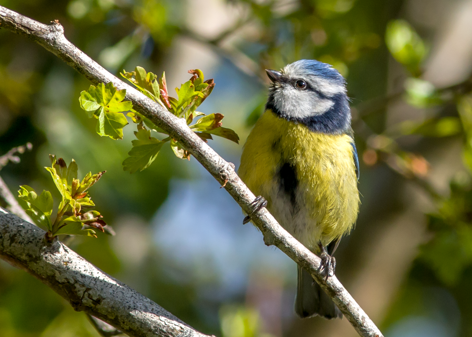 Birding Image Quality Tool: Colour - Blue Tit UV Reflectance