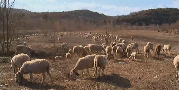 Antipodes: François Skyvington's moped road movie #5