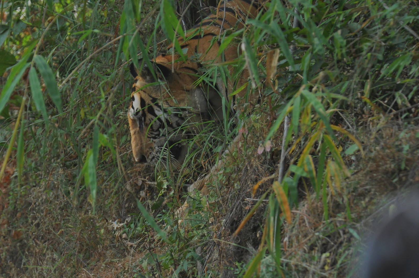 Compare the Marsh Tit: What hope for tigers?